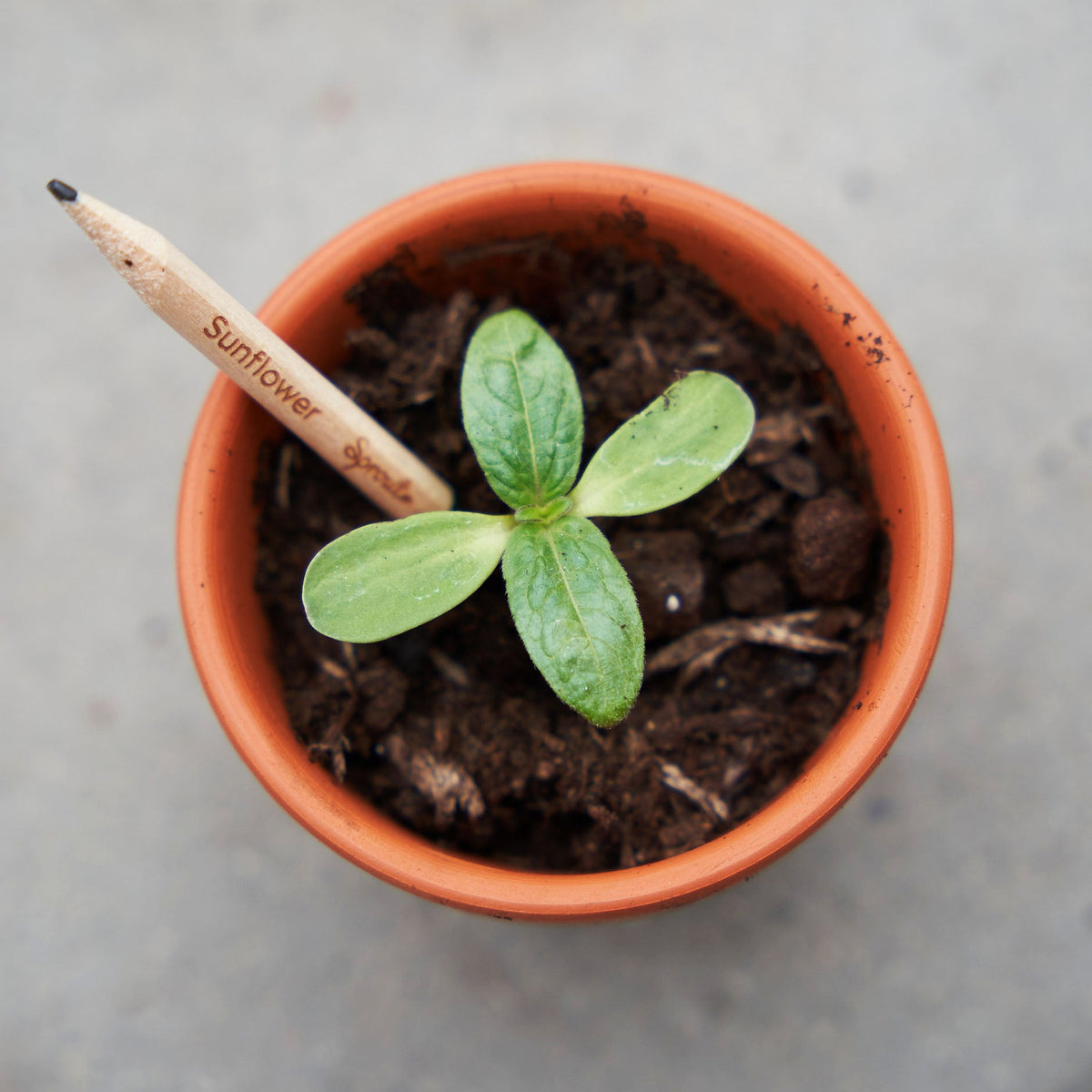 Sprout Plantable Pencils | EarthHero