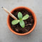 Sprout Plantable Pencils | EarthHero